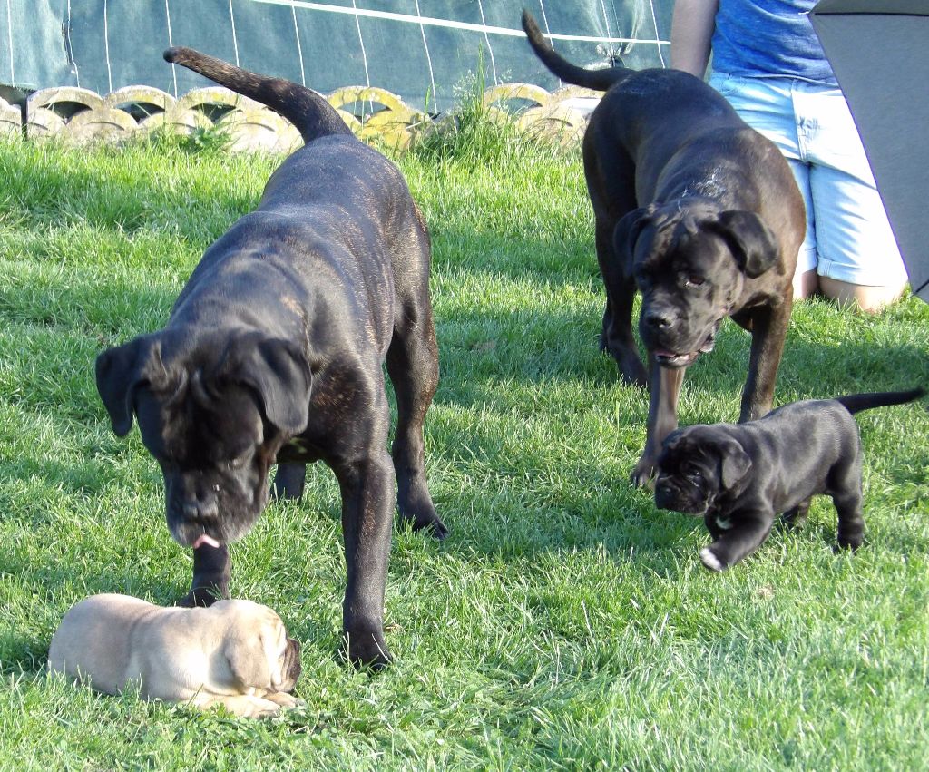 Accueil - Elevage By Gin'Aya - eleveur de chiens Cane Corso